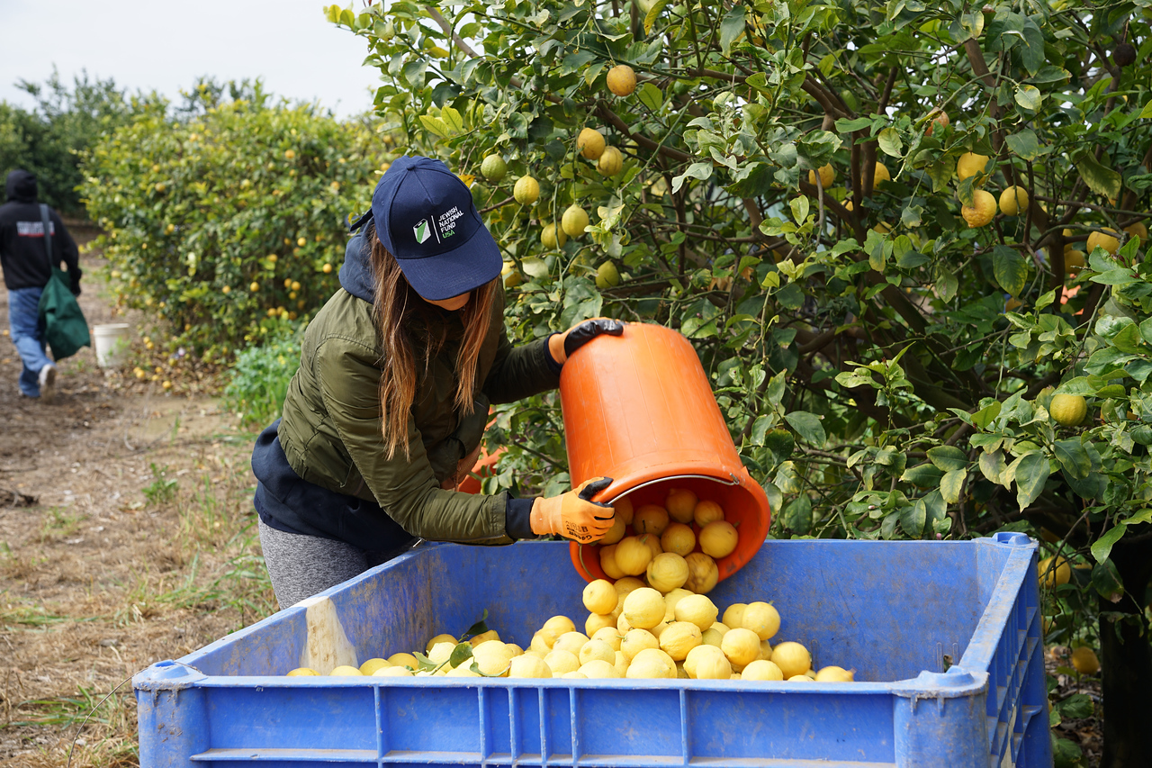Planting trees is just one part of Jewish National Fund - JNF.org
